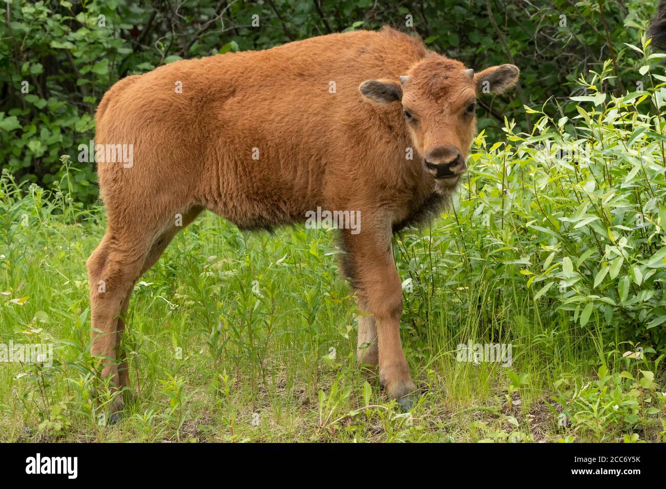 North America; Canada; British Columbia; Wildlife; Mammals; Wood Bison ...