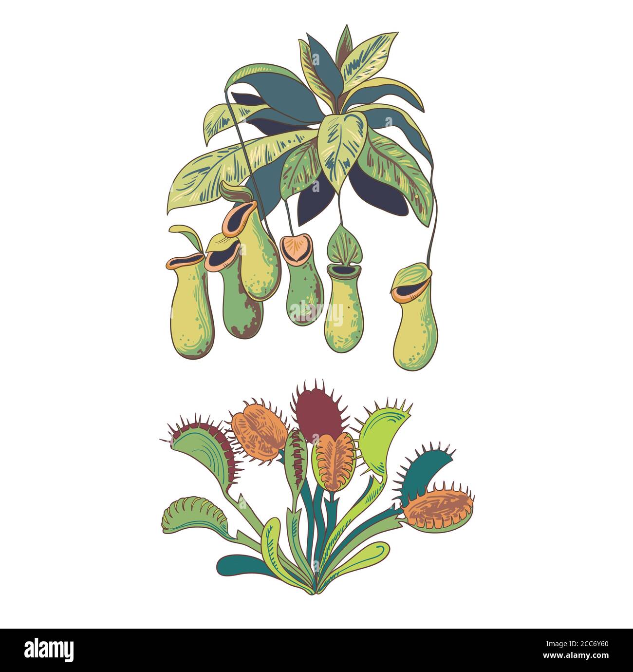 Set of carnivorous plants. Vector illustration Stock Vector Image & Art ...