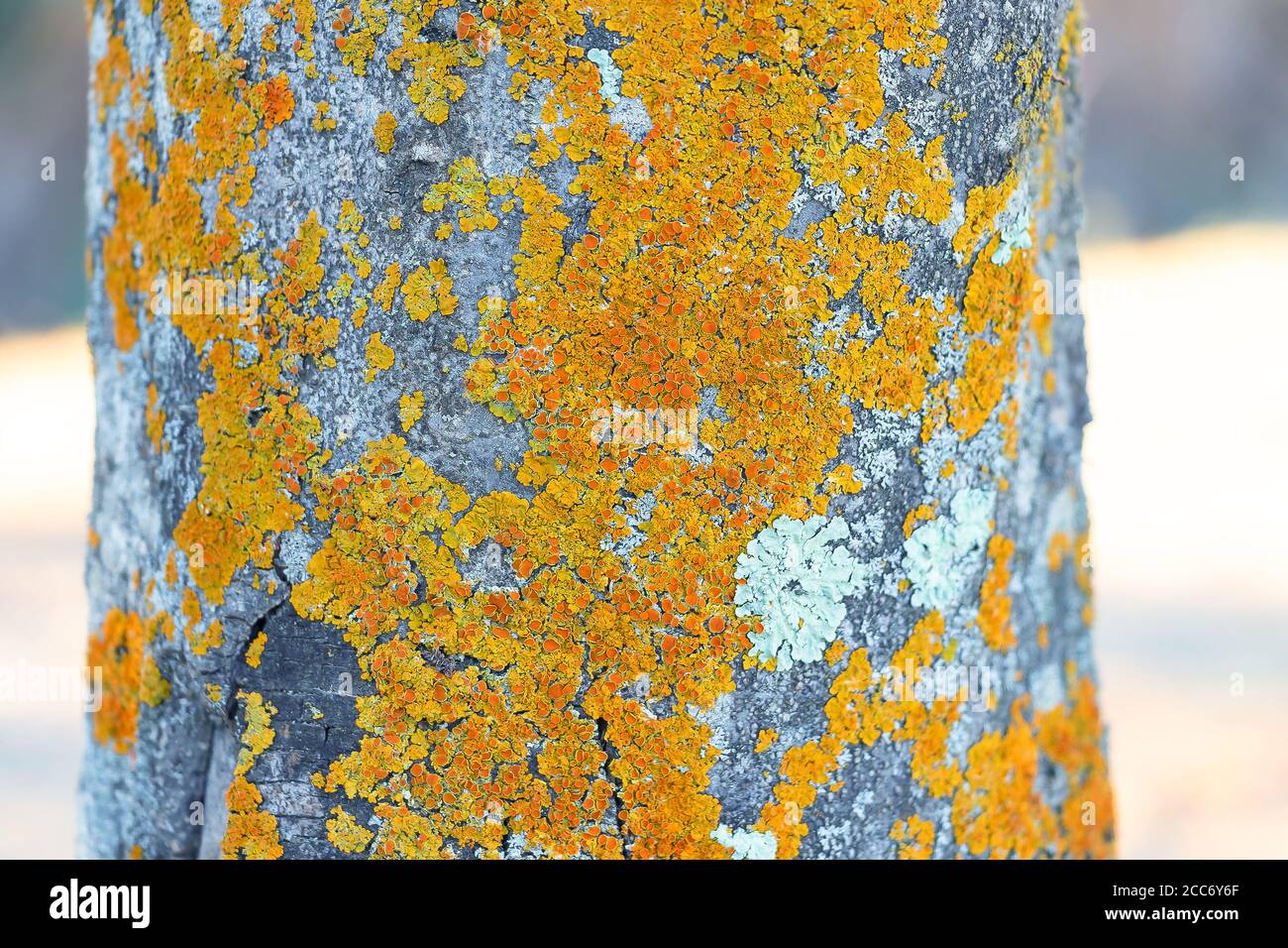 Detail of fungus on the bark of a tree. The bark of trees is often used ...