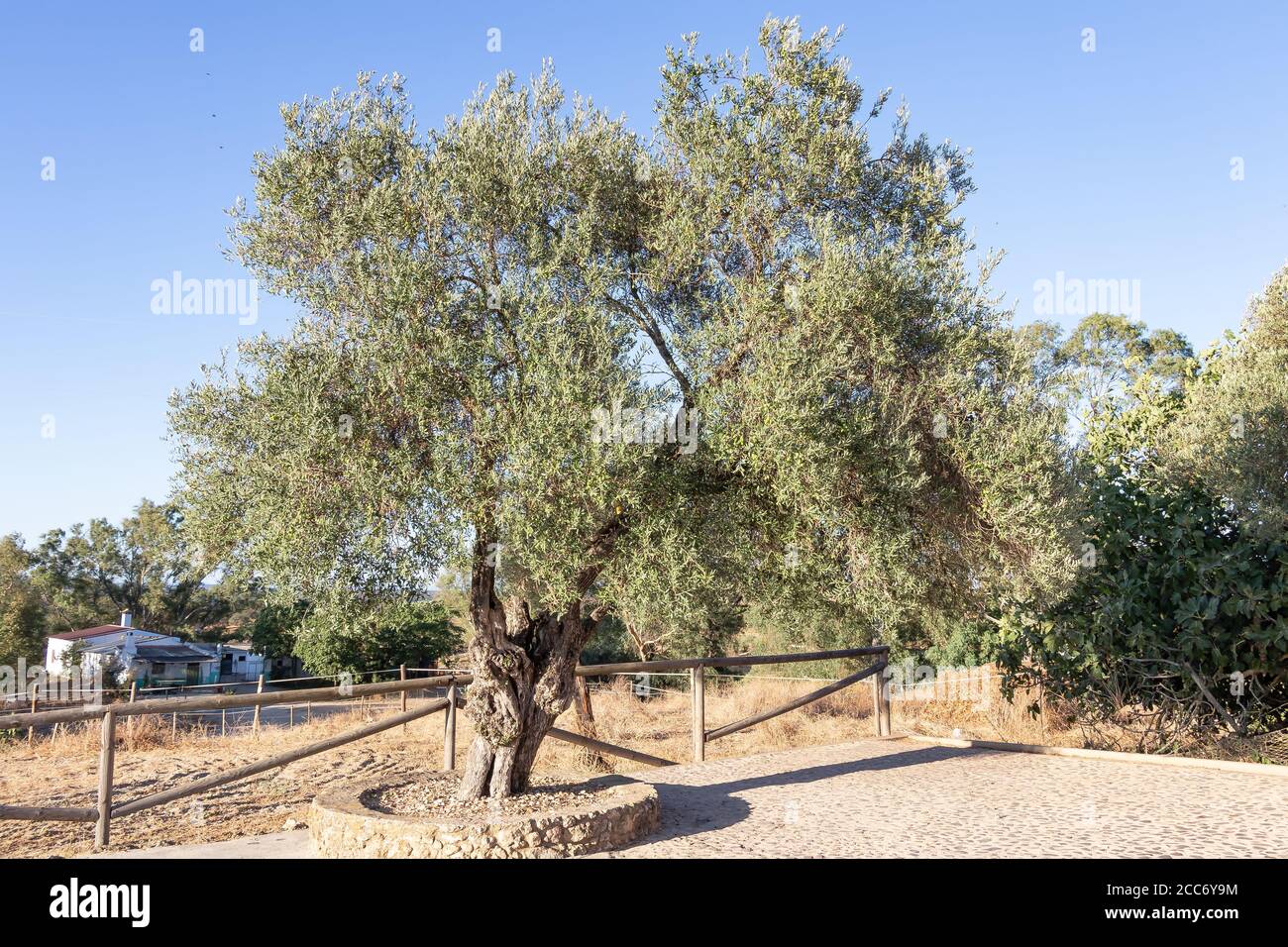 Olive tree isolated full of olives Stock Photo - Alamy