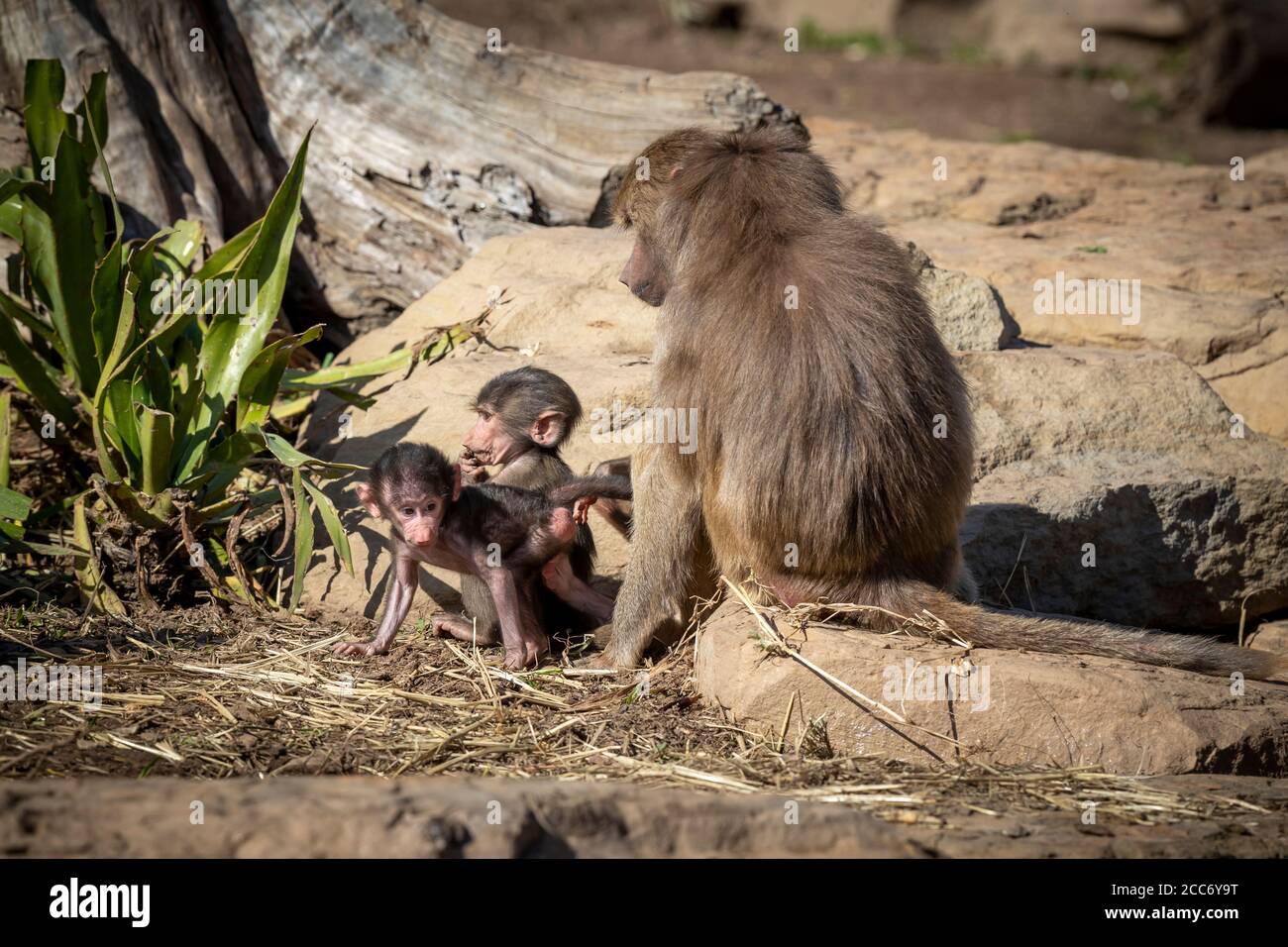 Monkey family unit hi-res stock photography and images - Alamy