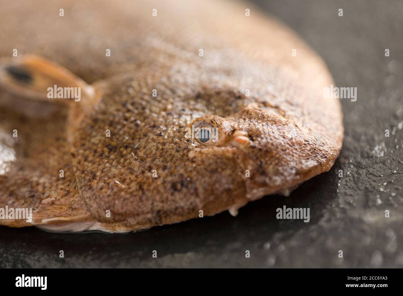 Sand sole hi-res stock photography and images - Alamy