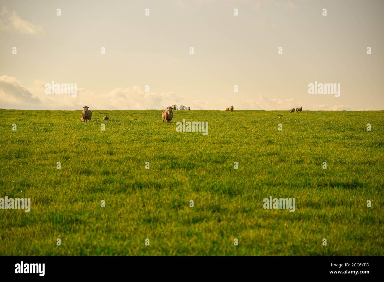 Sheep in the pasture. Field of extensive sheep farming in Brazil. Wool ...