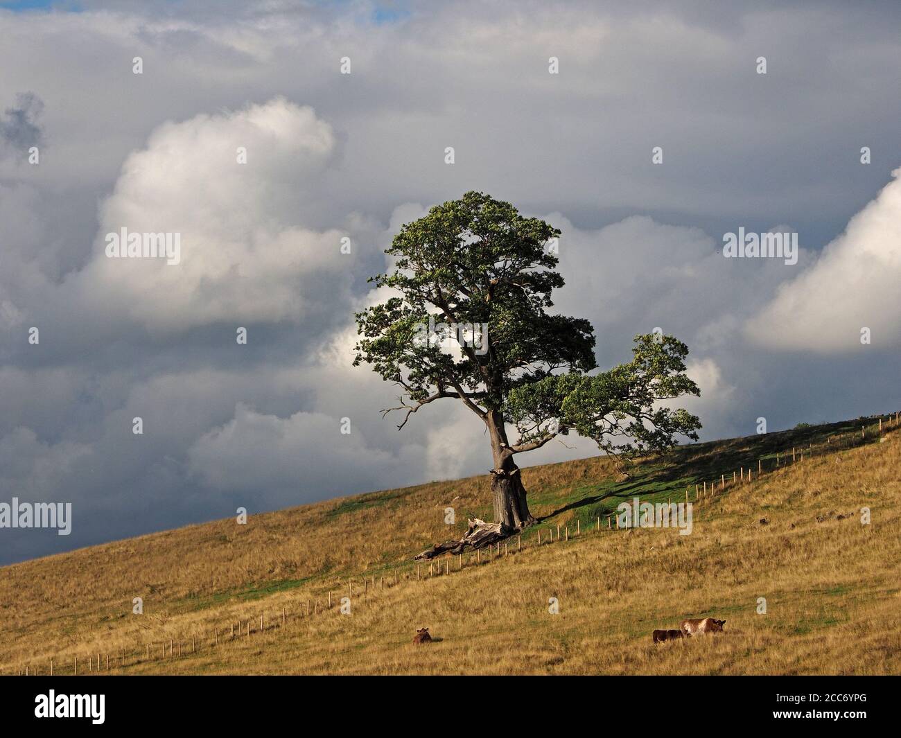 upland landscape with lone Sycamore tree with broken branches ...