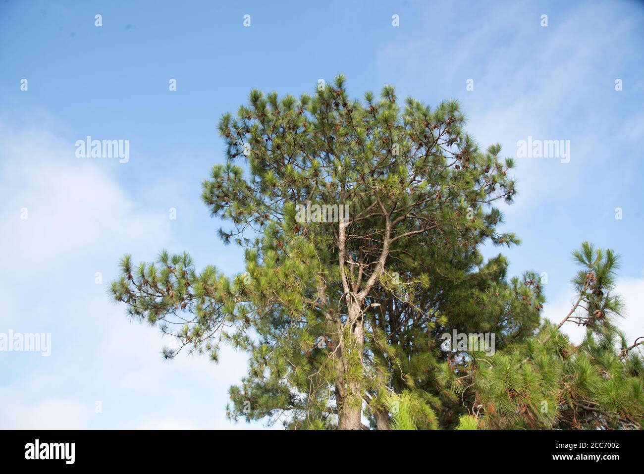 Sample pulp hi-res stock photography and images - Alamy