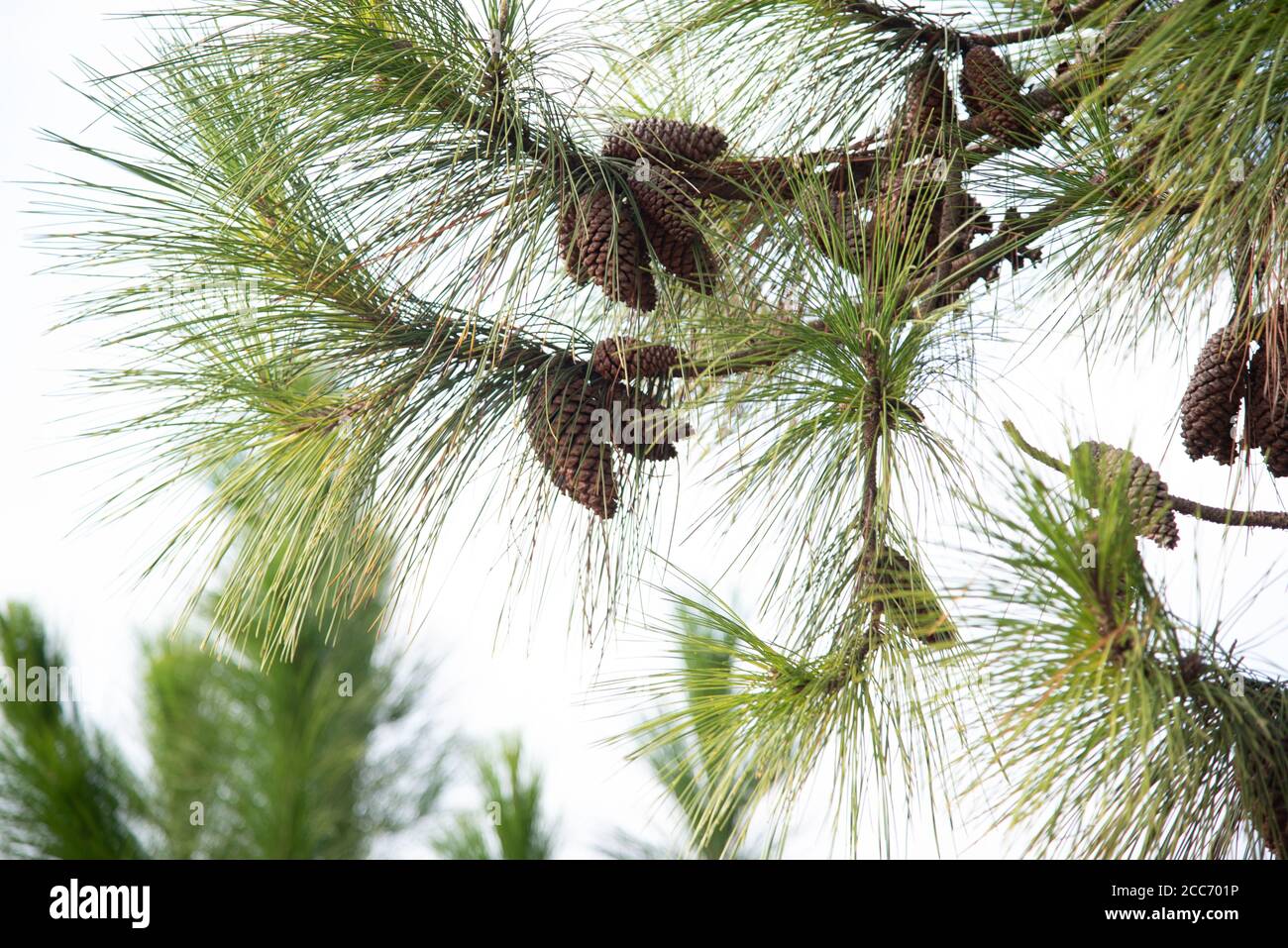 American pine (Pinus elliottii). Pine cones. Rural landscape. Blue sky ...