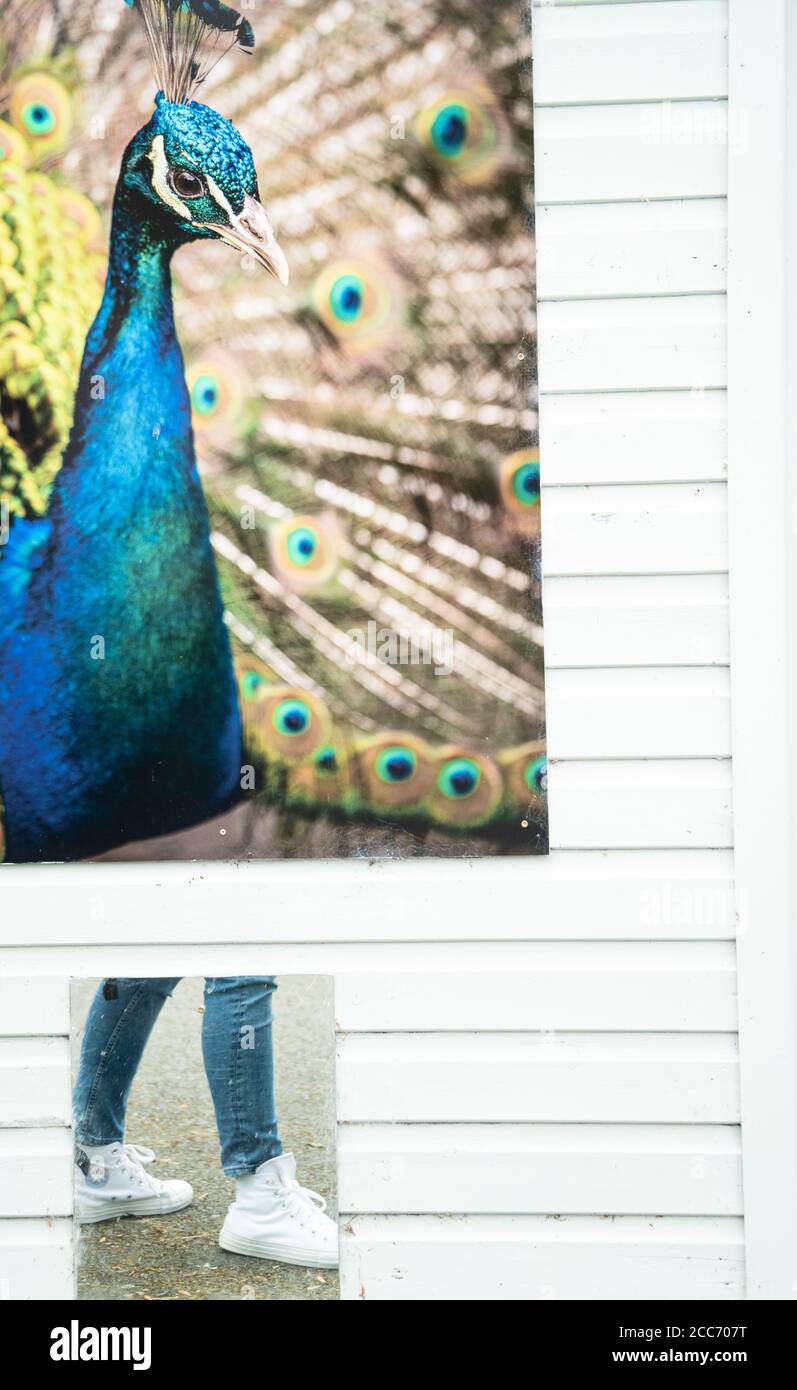 Stunning peacock displaying vibrant blue plumage and iridescent tail ...