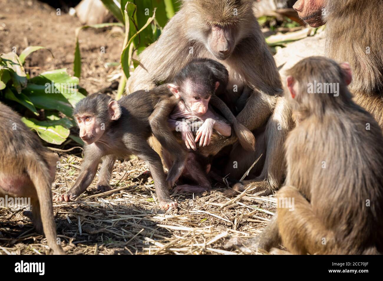 A baby Hamadryas Baboon playing outside with their family unit Stock ...