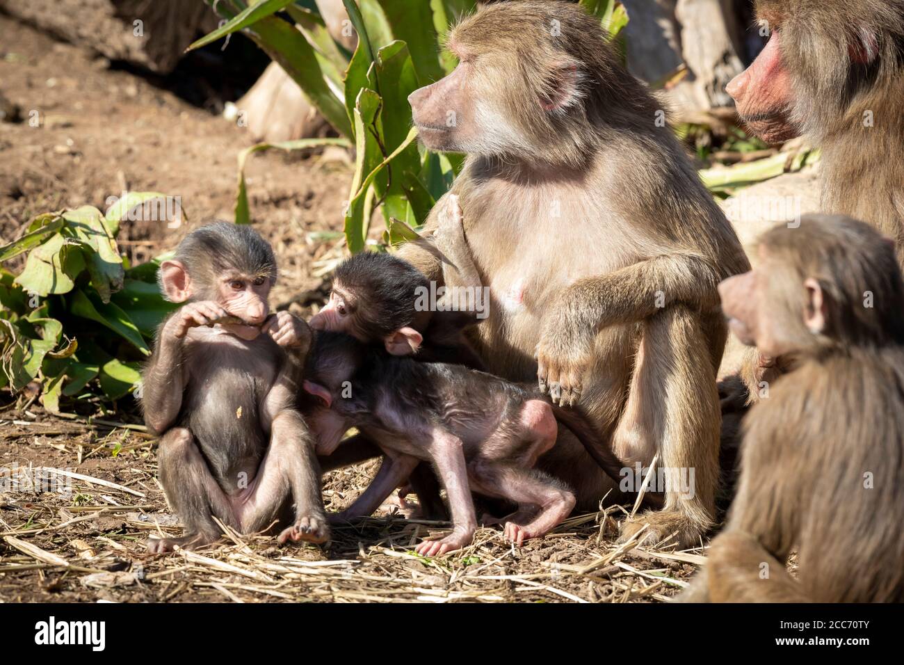 Monkey family unit hi-res stock photography and images - Alamy