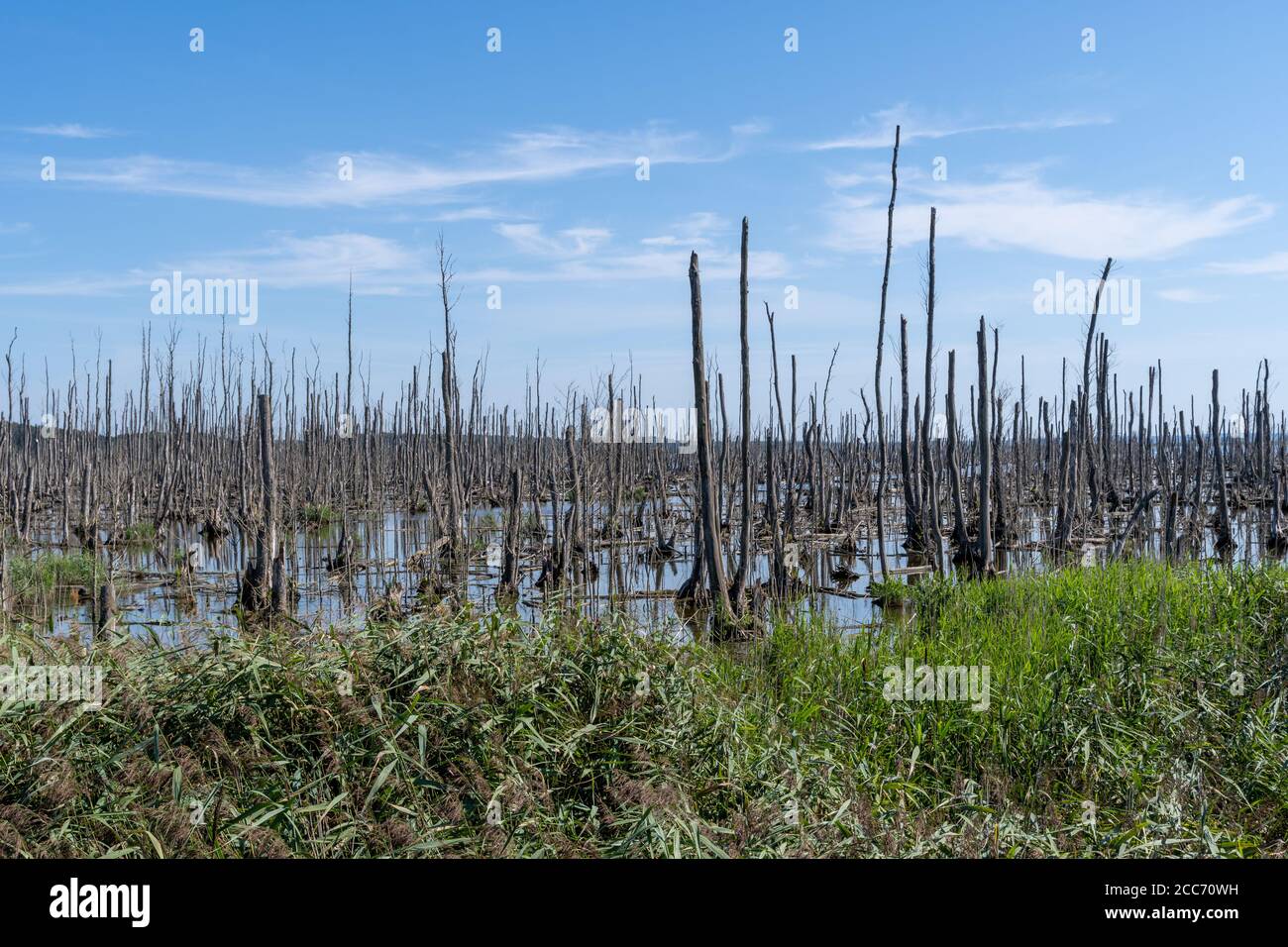 Dead trees, moor and marshes Lower Peene Valley and Peenehaff Stock ...