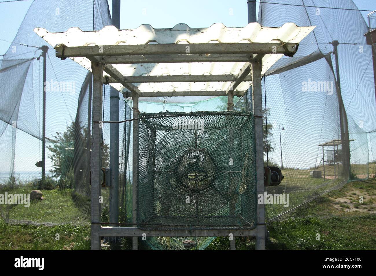 Large bird trap at the ornithological station, near the Curonian Lagoon ...