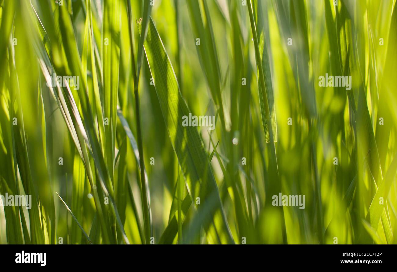 Fresh green grass background in sunny summer day Stock Photo - Alamy