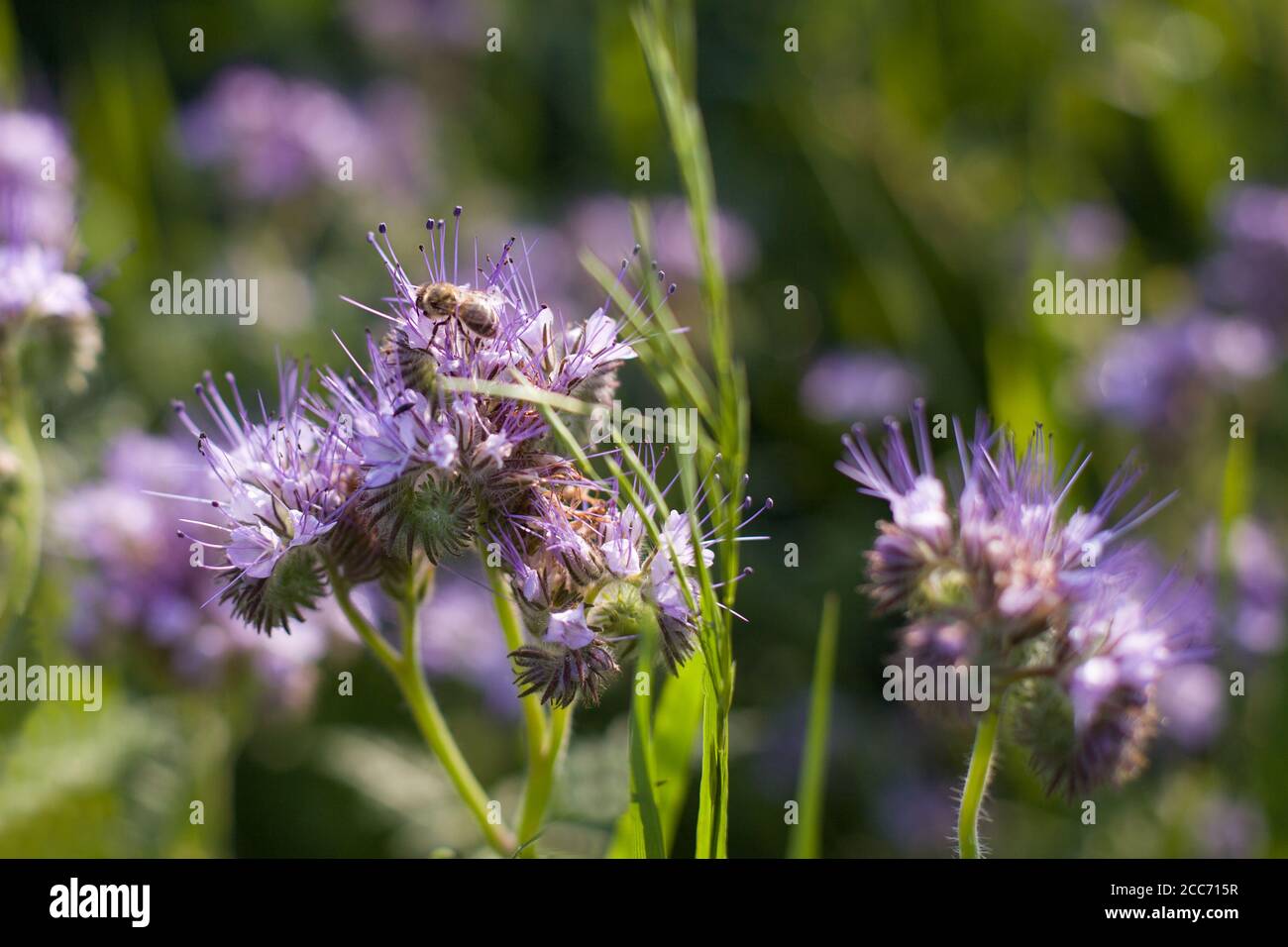 A bee in flowers - pollination of plants PHACELIA Stock Photo - Alamy