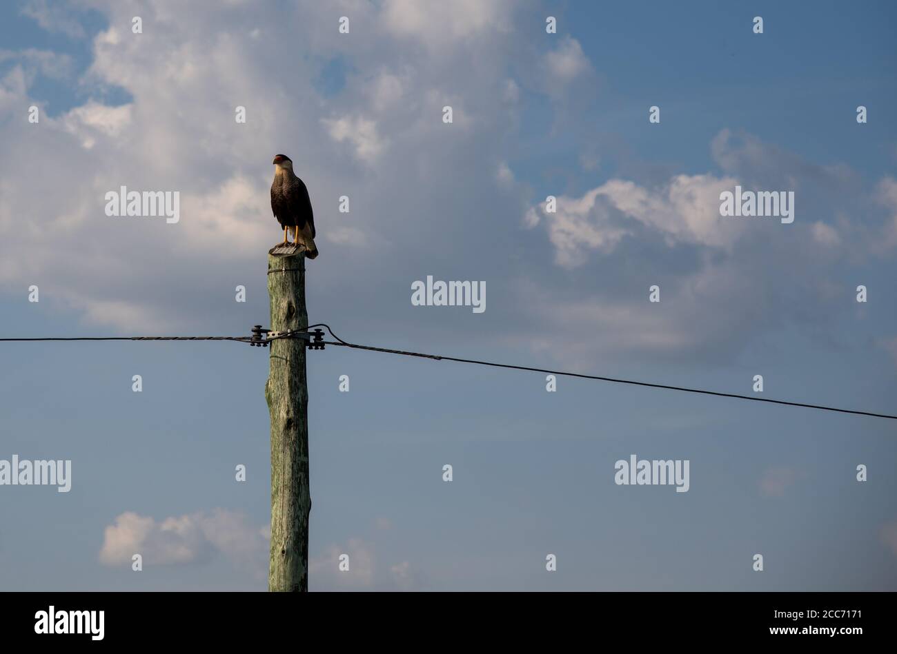 Biome food chain hi-res stock photography and images - Alamy