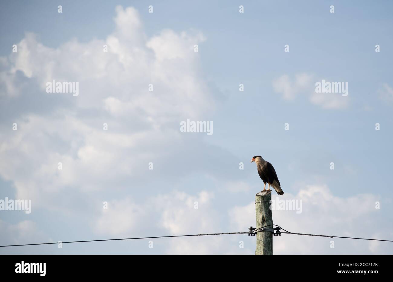 Bird of prey. Native fauna of the pampa biome. Carcará. South American ...