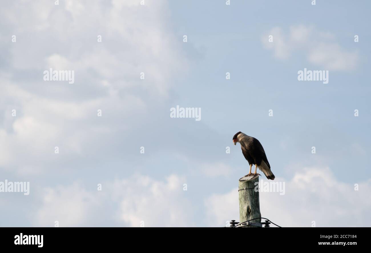 Bird of prey. Native fauna of the pampa biome. Carcará. South American ...