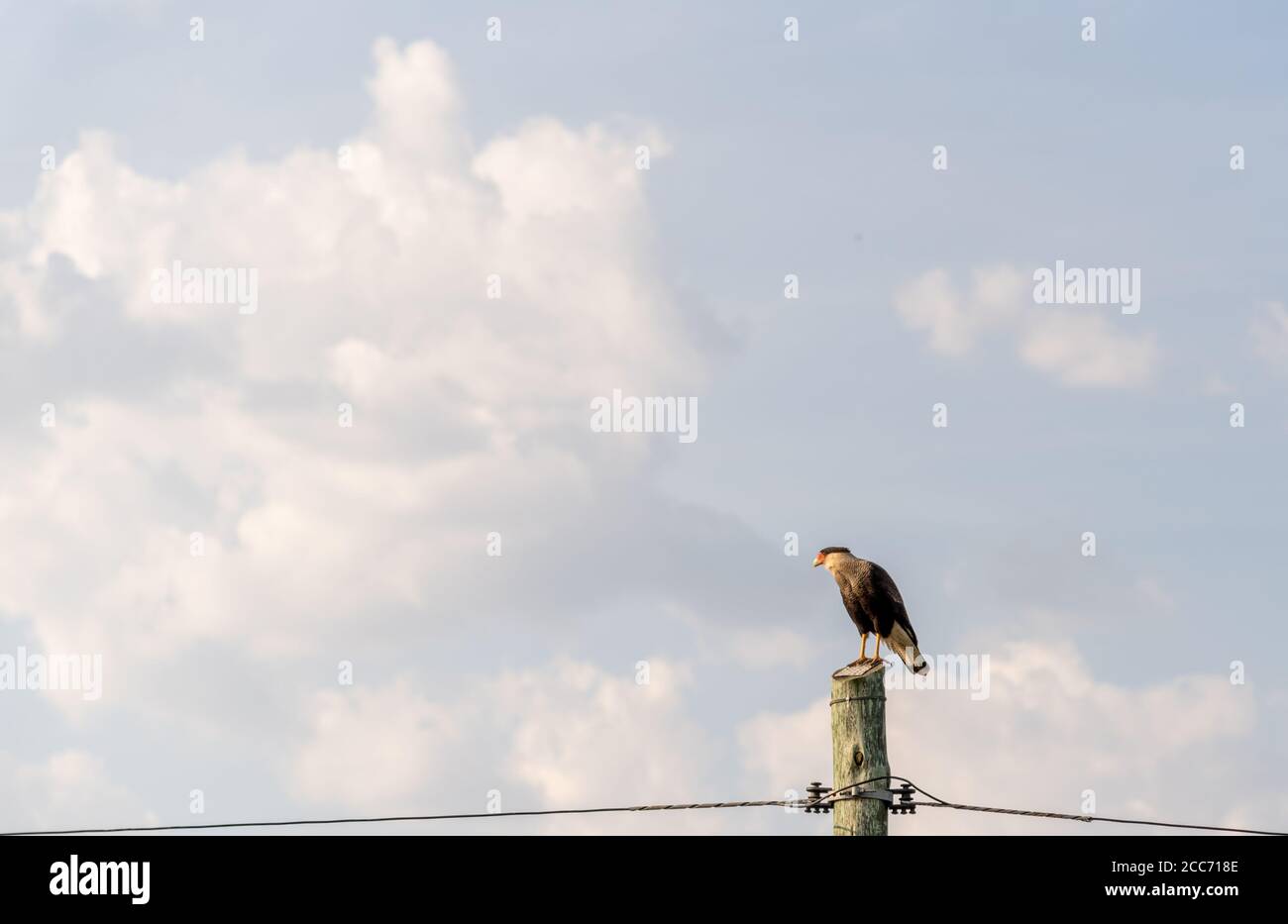 Bird of prey. Native fauna of the pampa biome. Carcará. South American ...