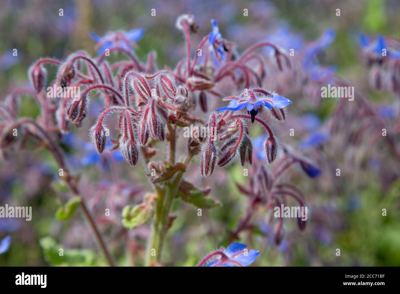 Starflower hi-res stock photography and images - Alamy