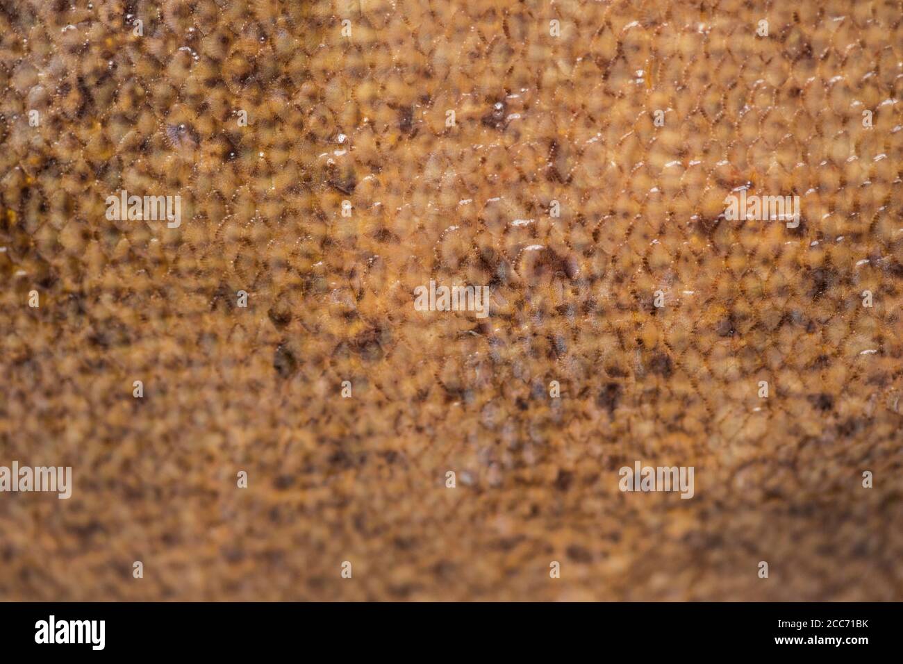 Sand sole hi-res stock photography and images - Alamy