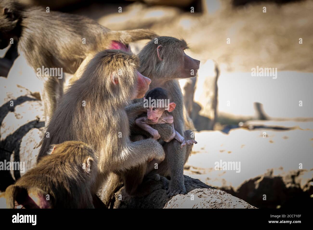 Monkey family unit hi-res stock photography and images - Alamy