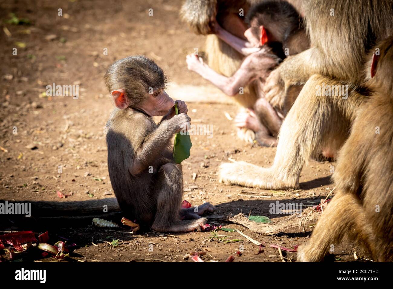 Baby baboon with parents hi-res stock photography and images - Alamy