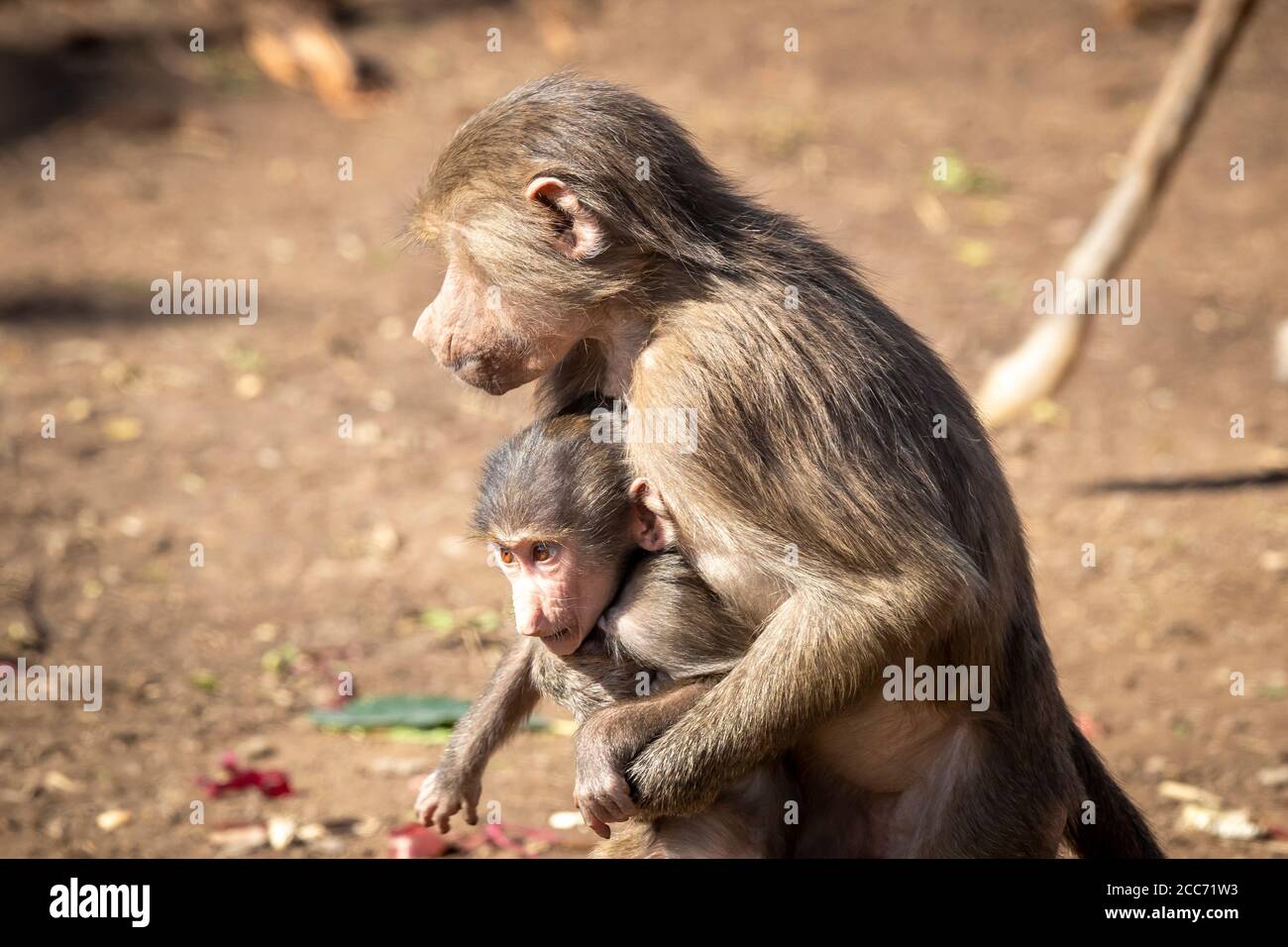 A baby Hamadryas Baboon playing outside with their family unit Stock ...