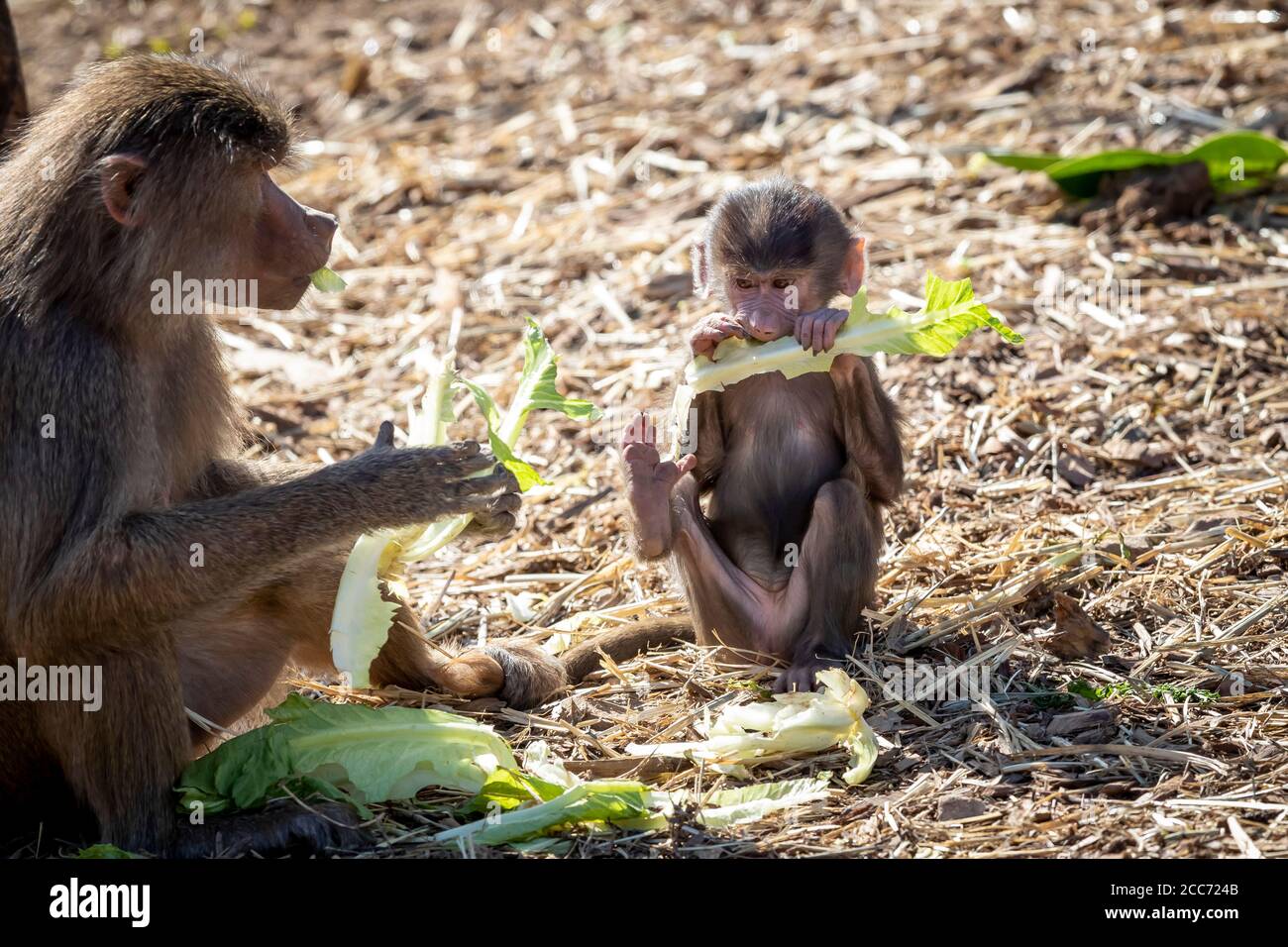 Monkey family unit hi-res stock photography and images - Alamy