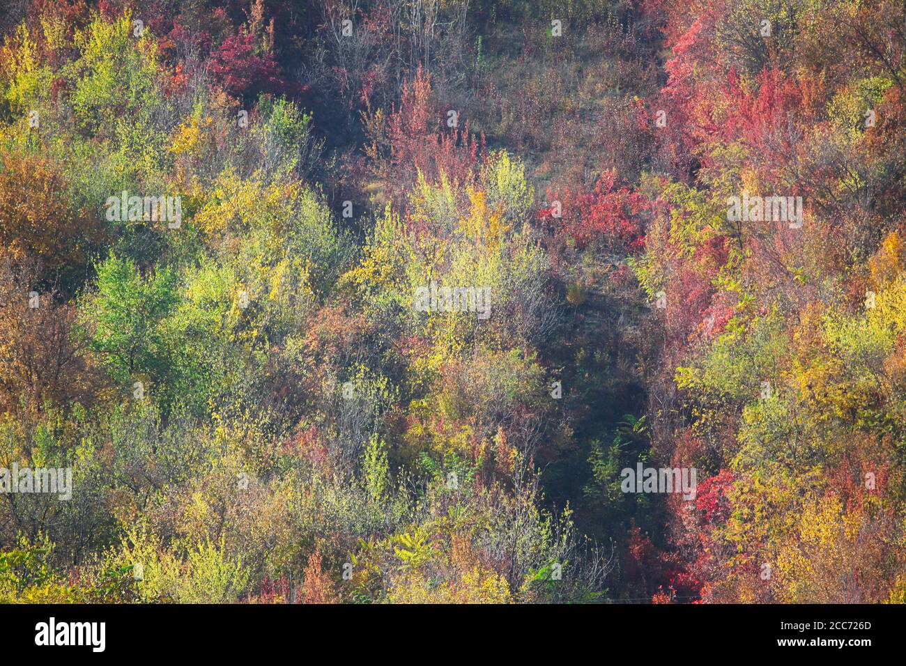 Autumn forest top view . Woodland in the fall Stock Photo - Alamy