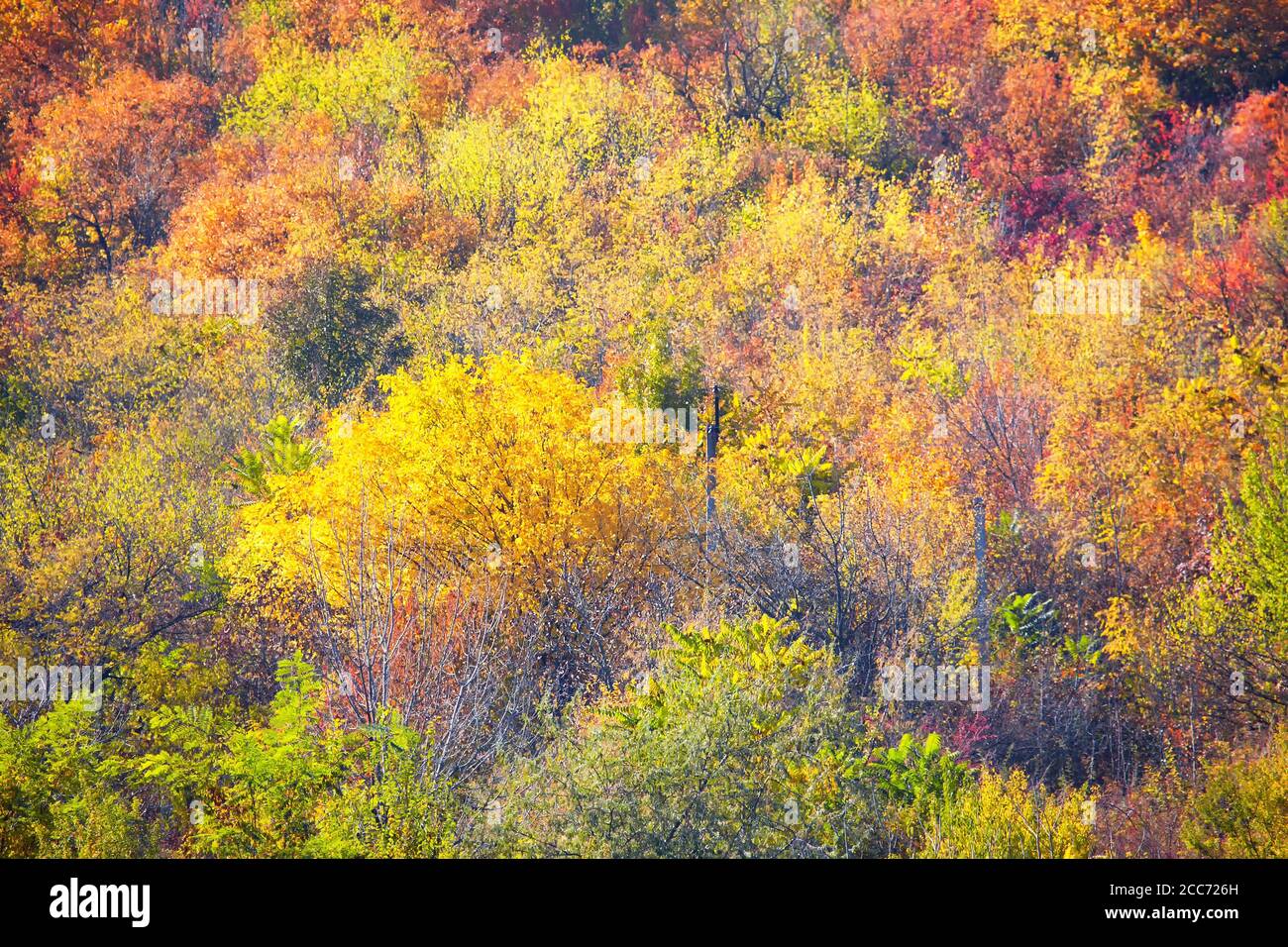 Multi colored fall foliage in park hi-res stock photography and images ...