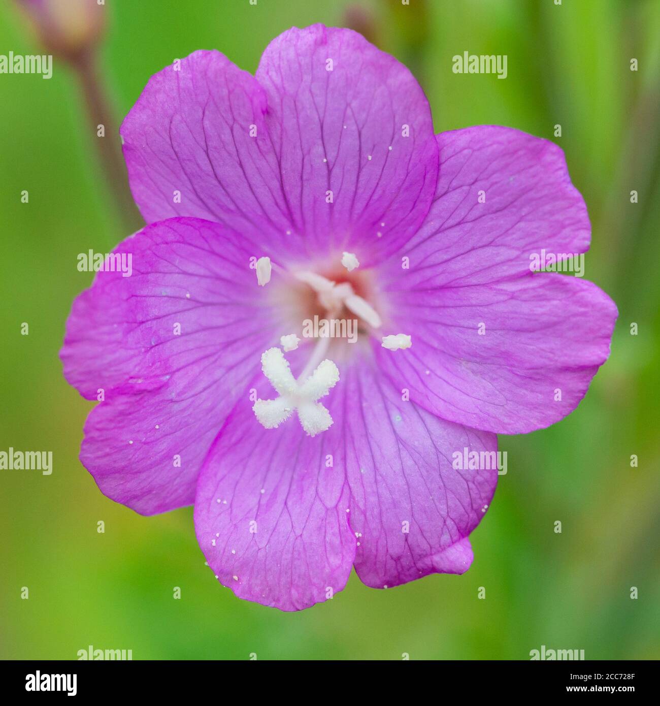 Magenta wildflower hi-res stock photography and images - Alamy
