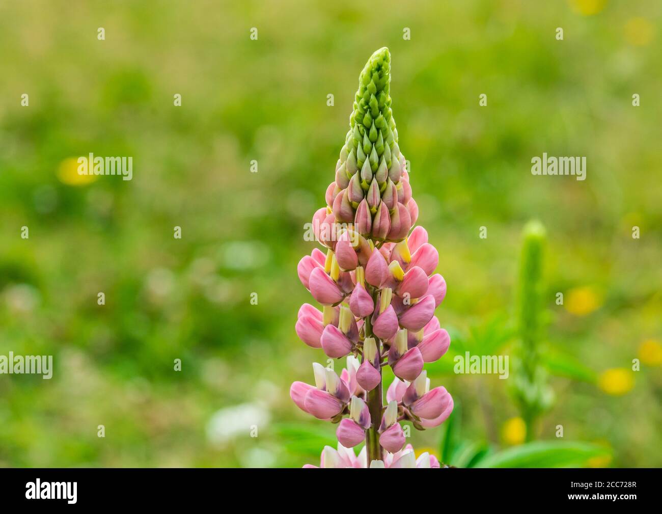 Lupin bloom hi-res stock photography and images - Alamy