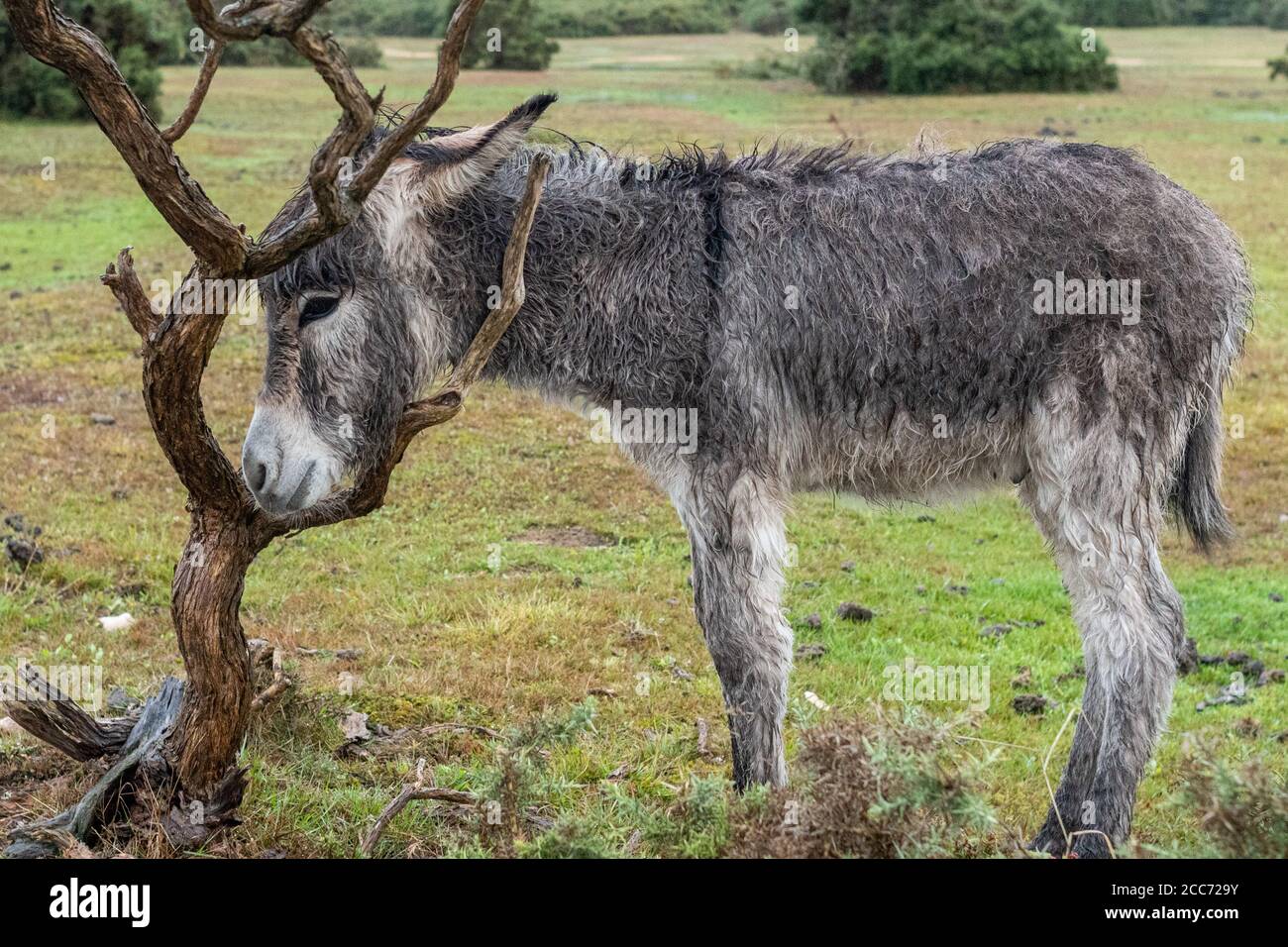 New donkey hi-res stock photography and images - Alamy