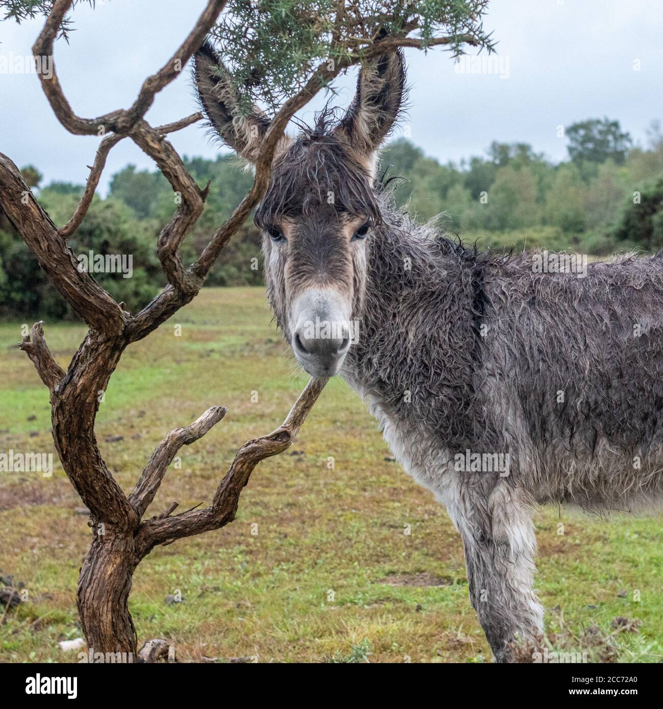New Forest donkey Stock Photo - Alamy