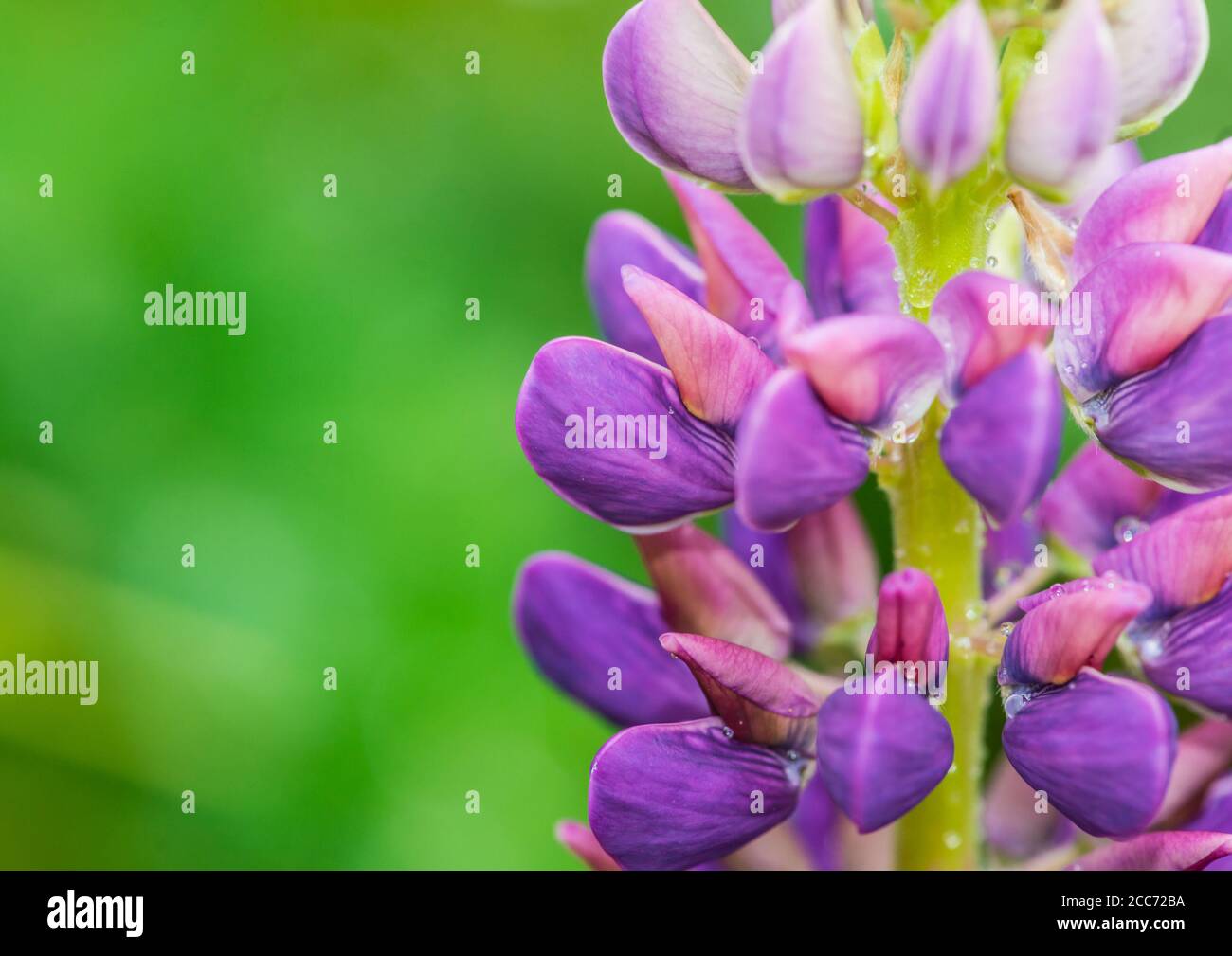 Lupin bloom hi-res stock photography and images - Alamy