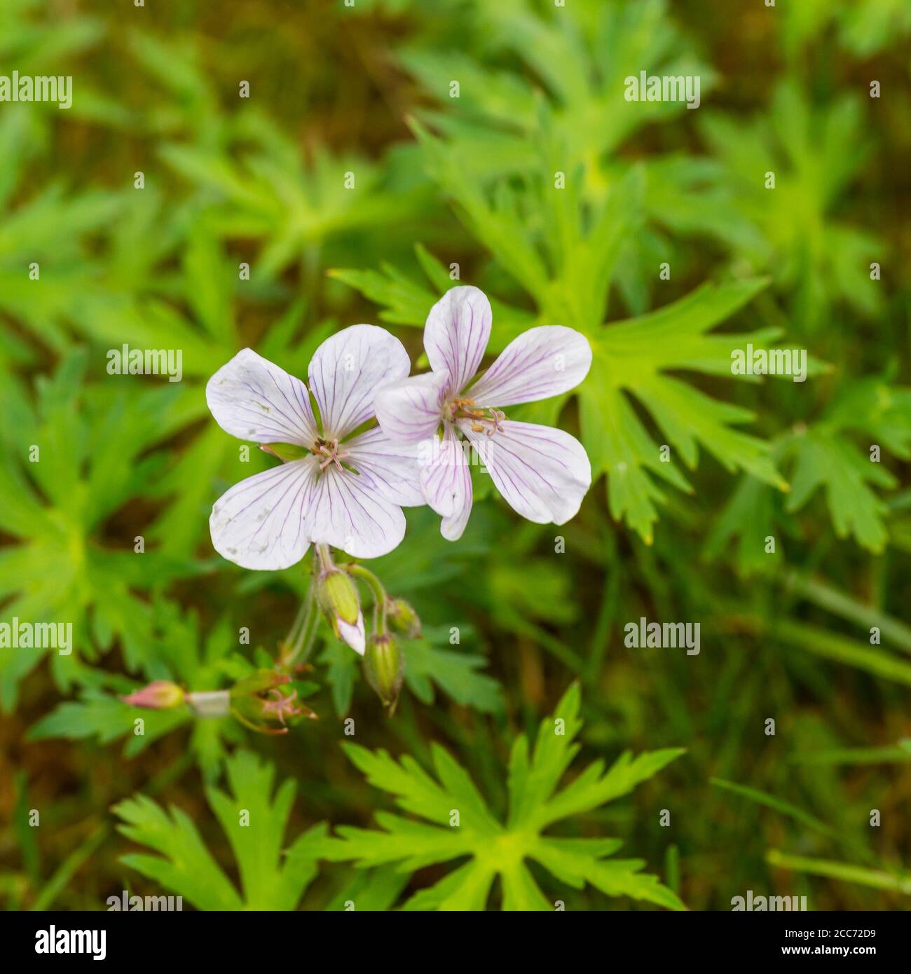 Hardy geranium white hi-res stock photography and images - Alamy