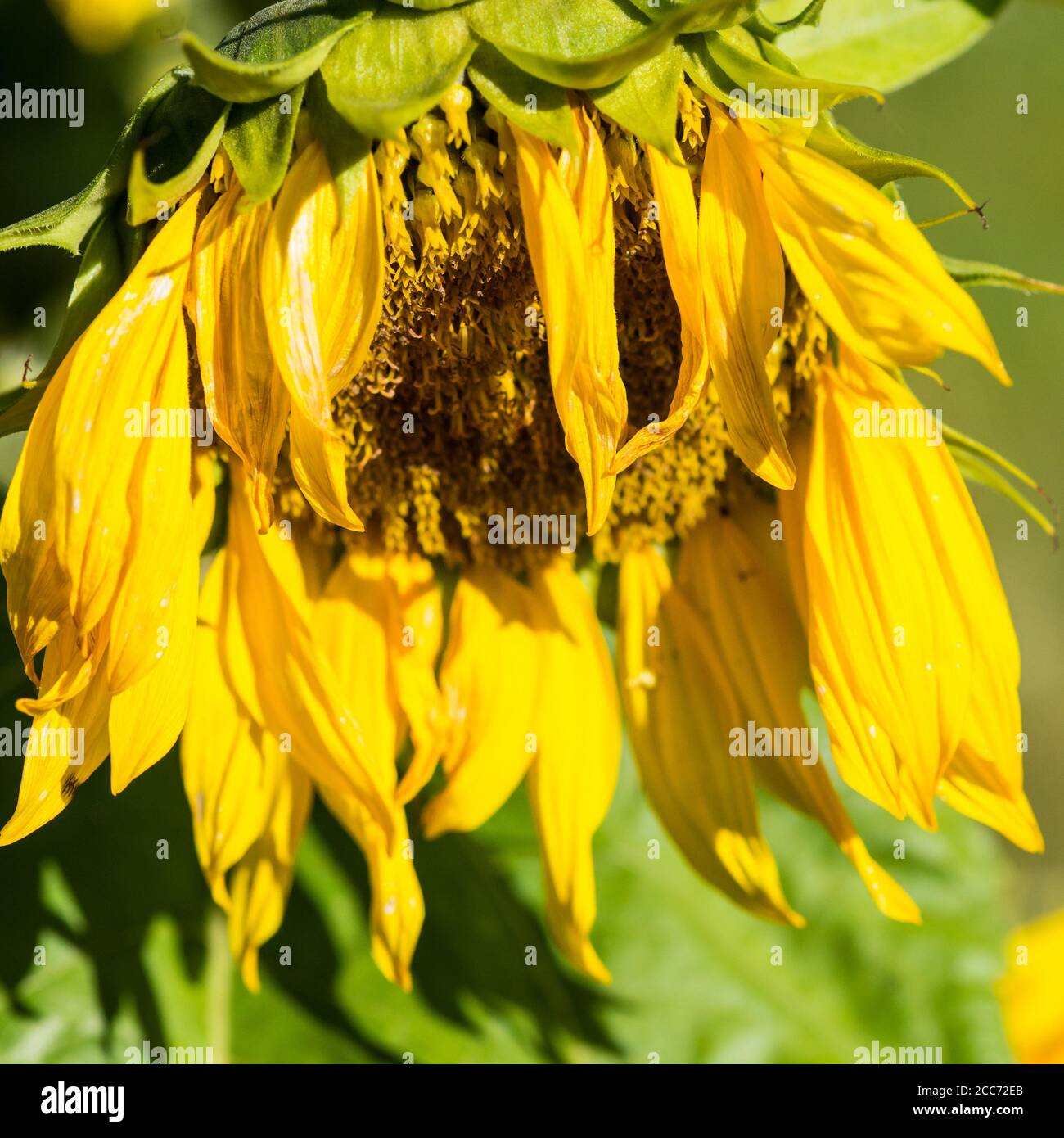 Decaying flower hi-res stock photography and images - Alamy