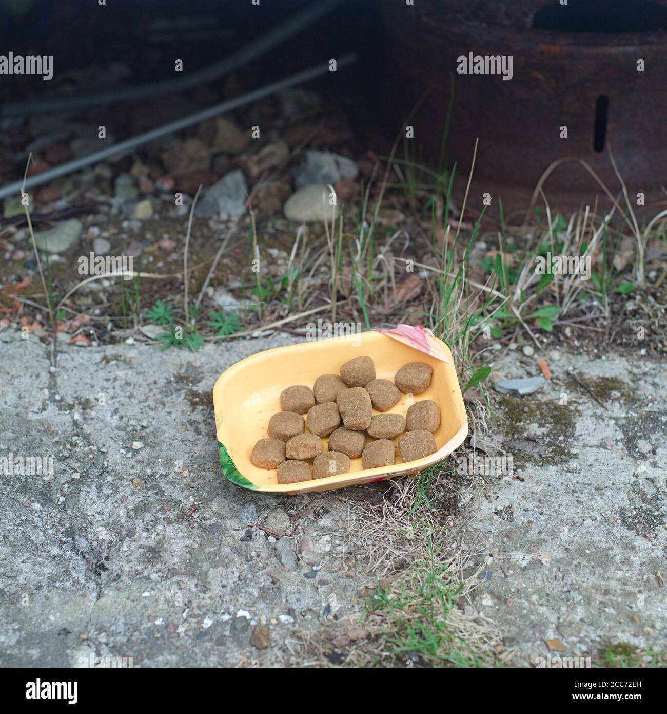 Pet food left on a tray for stray animals and placed on the ground ...