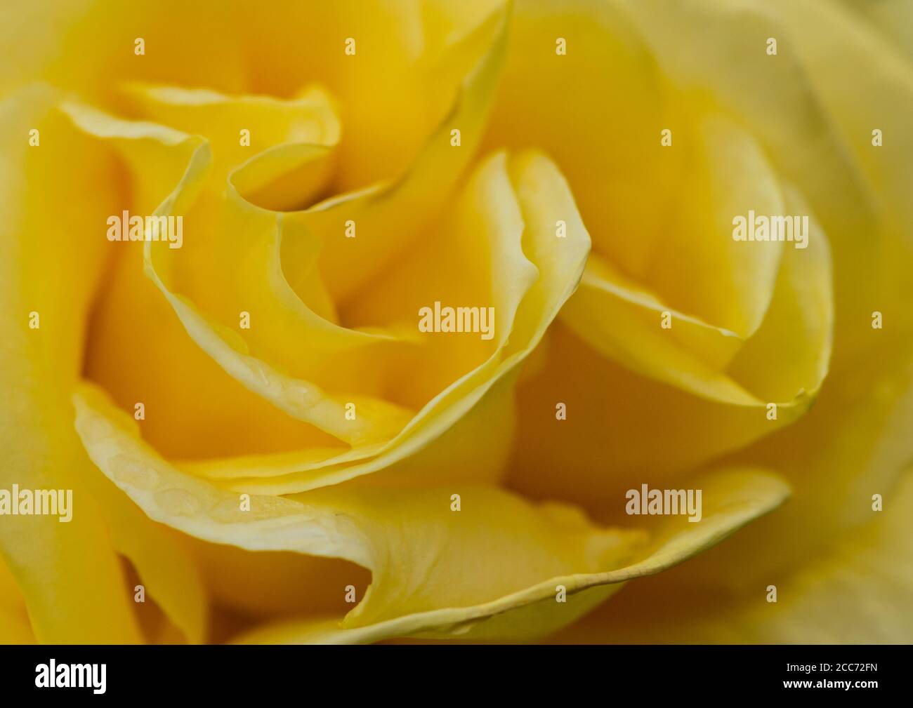 Peace tea rose hi-res stock photography and images - Alamy