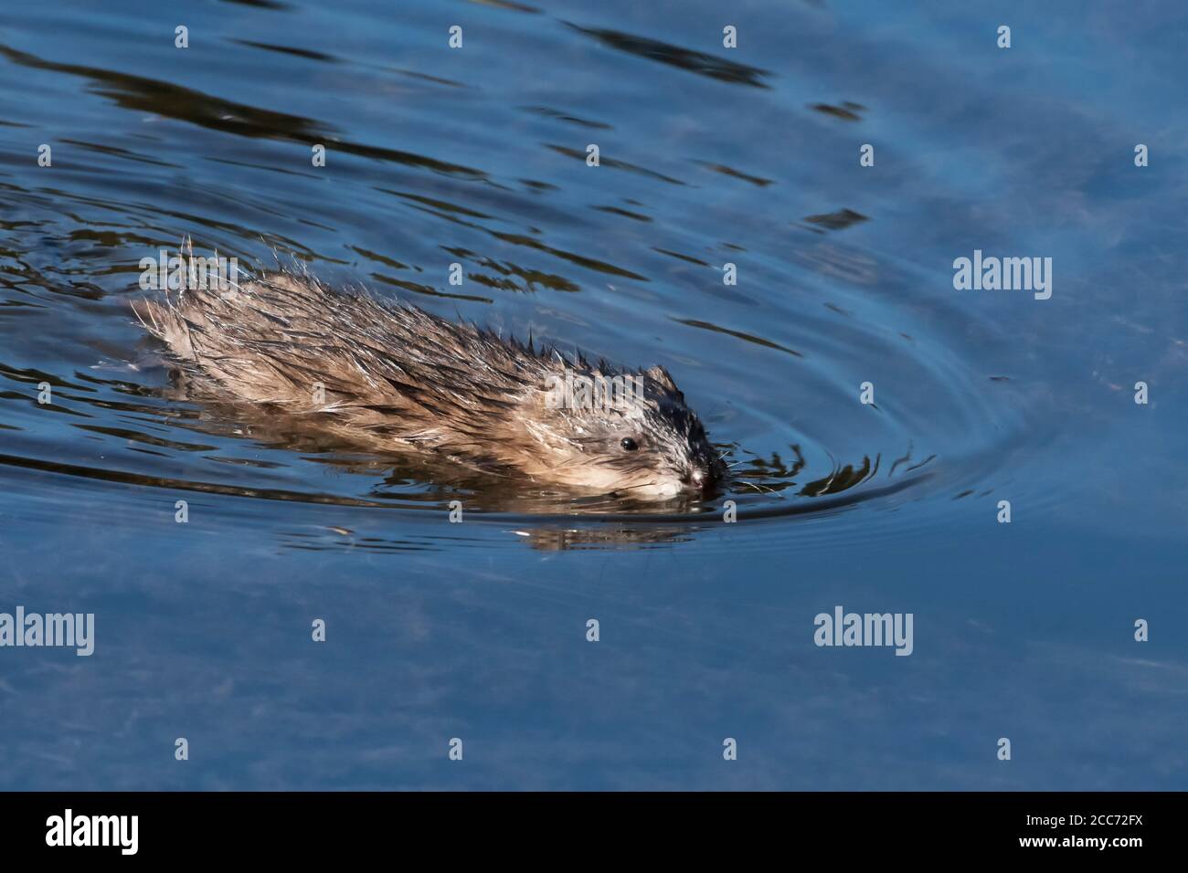 North America; United States; Alaska; Nenana River Valley; Wildlife ...