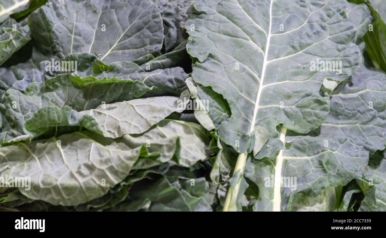 Cabbage juice and leaves. Cabbage is one of the best sources of vitamin ...
