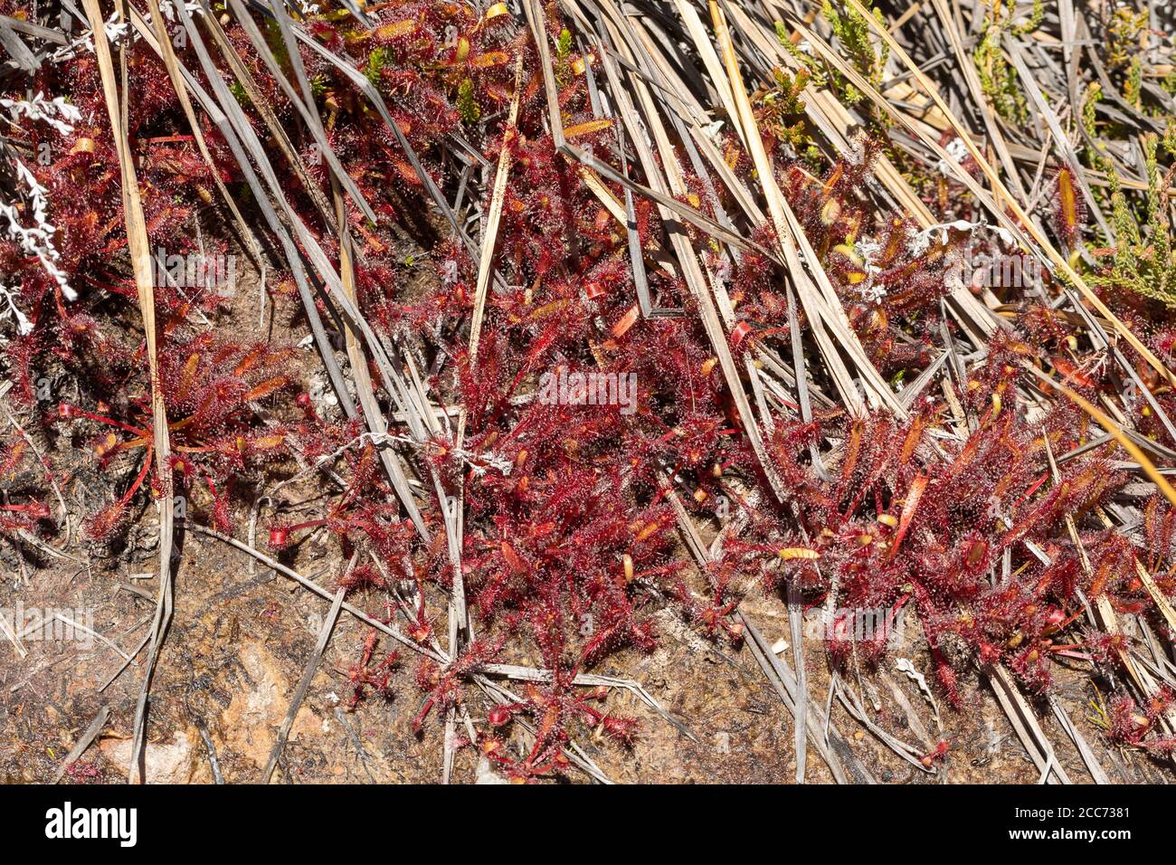 Drosera capensis on Matroosberg, Western Cape, South Africa Stock Photo ...