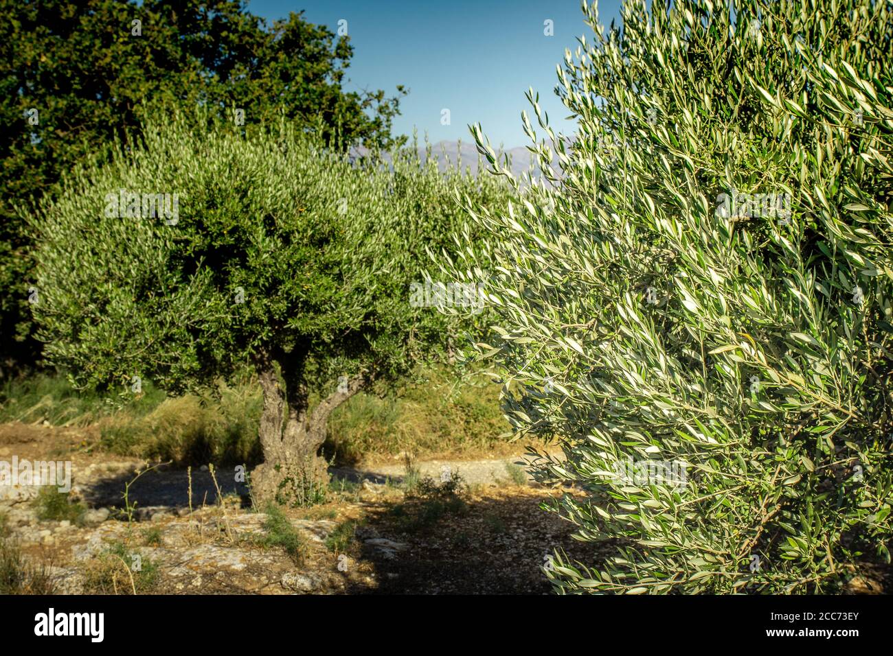 Olive tree on the hill. Olive plantation in the background. Landscape ...