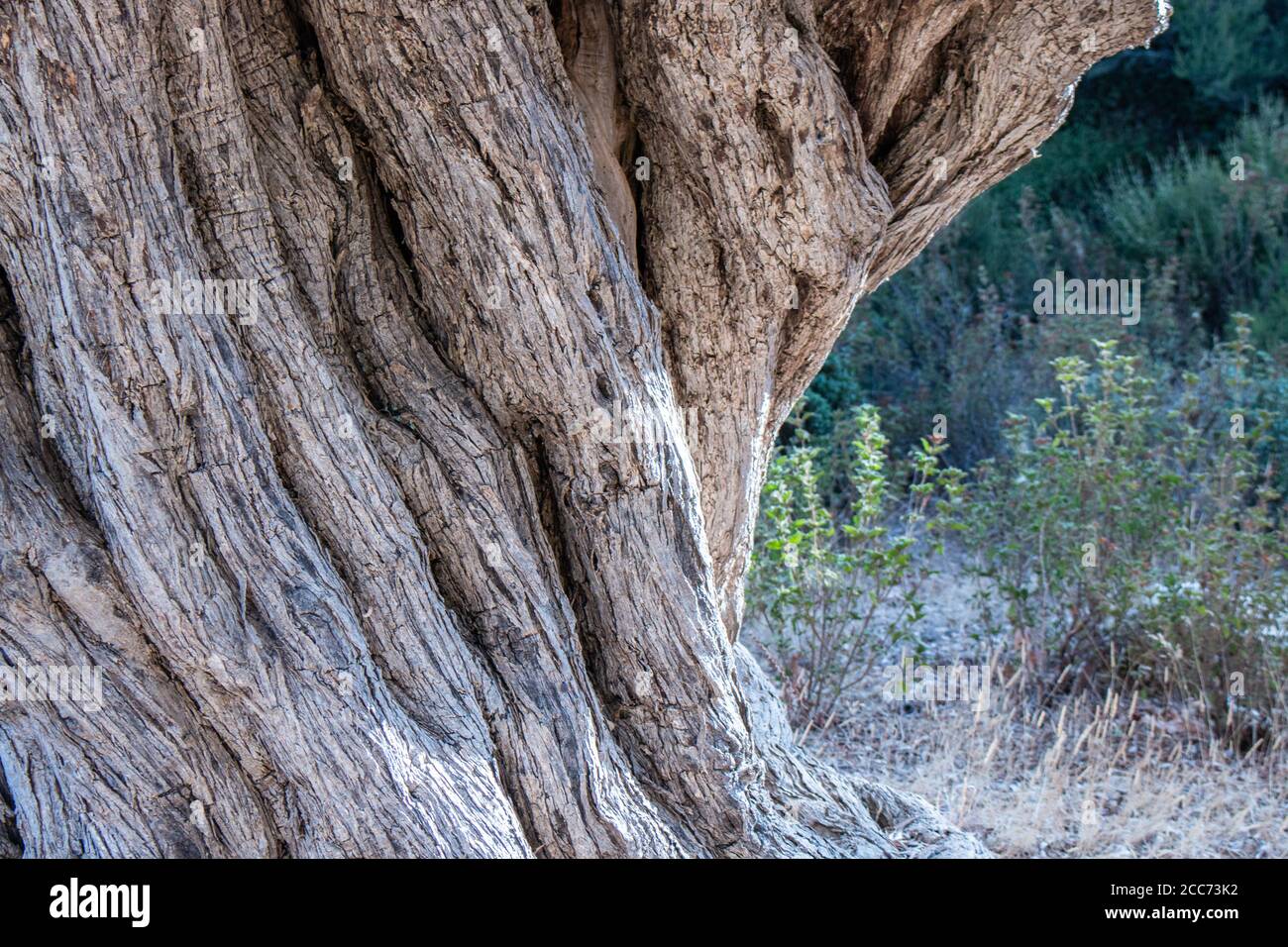 Trunk of an old olive tree Natural design element. Texture of a trunk ...
