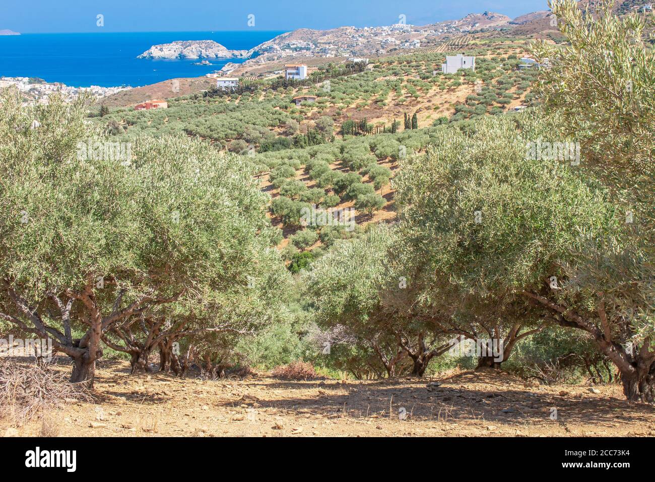 Olive plantation with mountains and Aegean Sea on the background ...