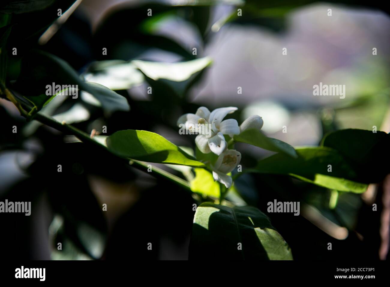 orange blossom on the tree in August Stock Photo - Alamy
