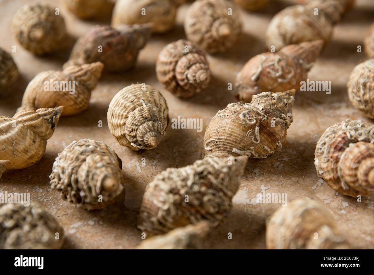 Whelk shell hi-res stock photography and images - Alamy