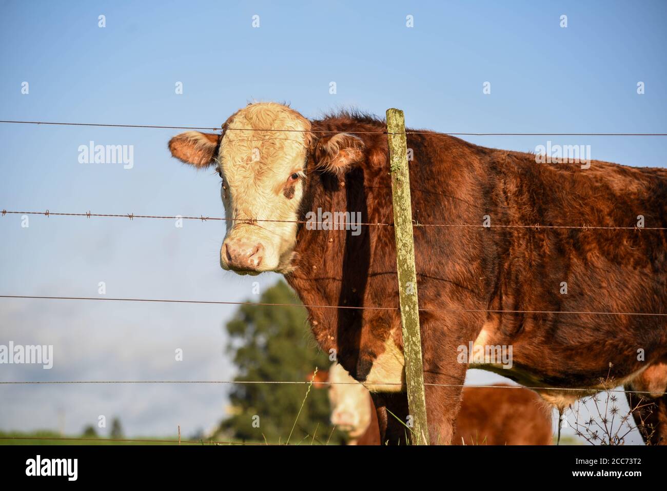 Cattle behind the barbed wire fence. Male breeding sheep is called a ...