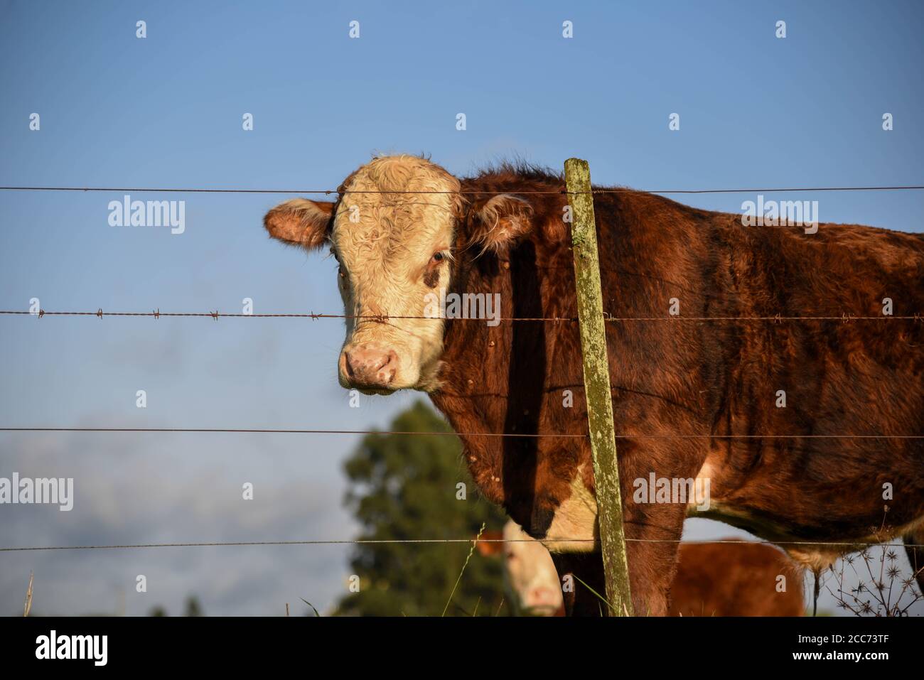 Bovine ruminant mammal the sheep are hi-res stock photography and ...
