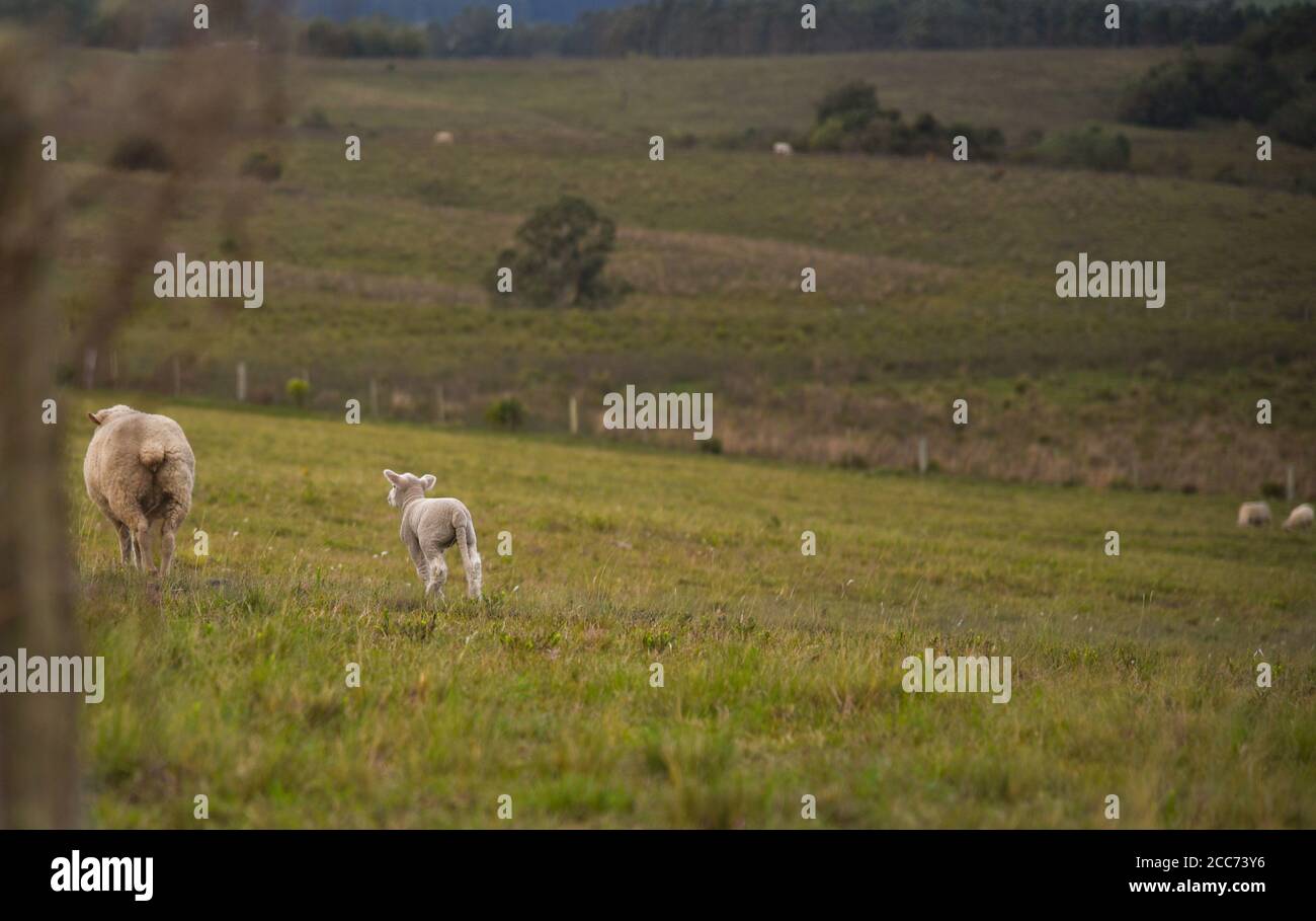 Corriedale sheep. Corriedale is a dual purpose sheep (wool and meat ...