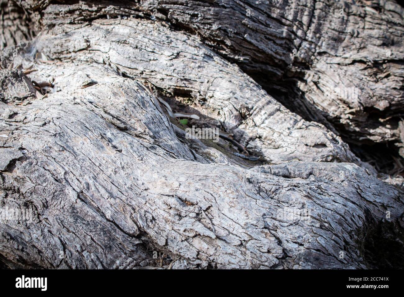 Texture trunk of an old olive tree Natural design element. Texture of a ...